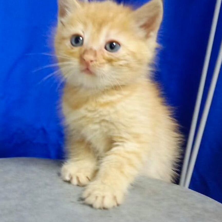 Котенок
