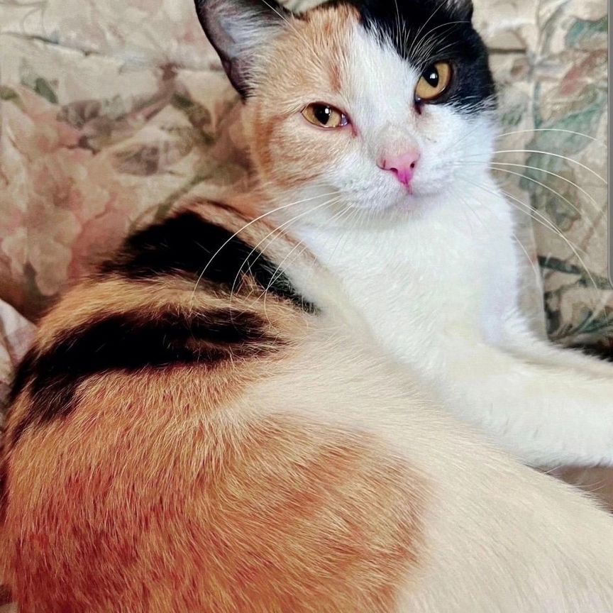 Карамелька хочет счастья