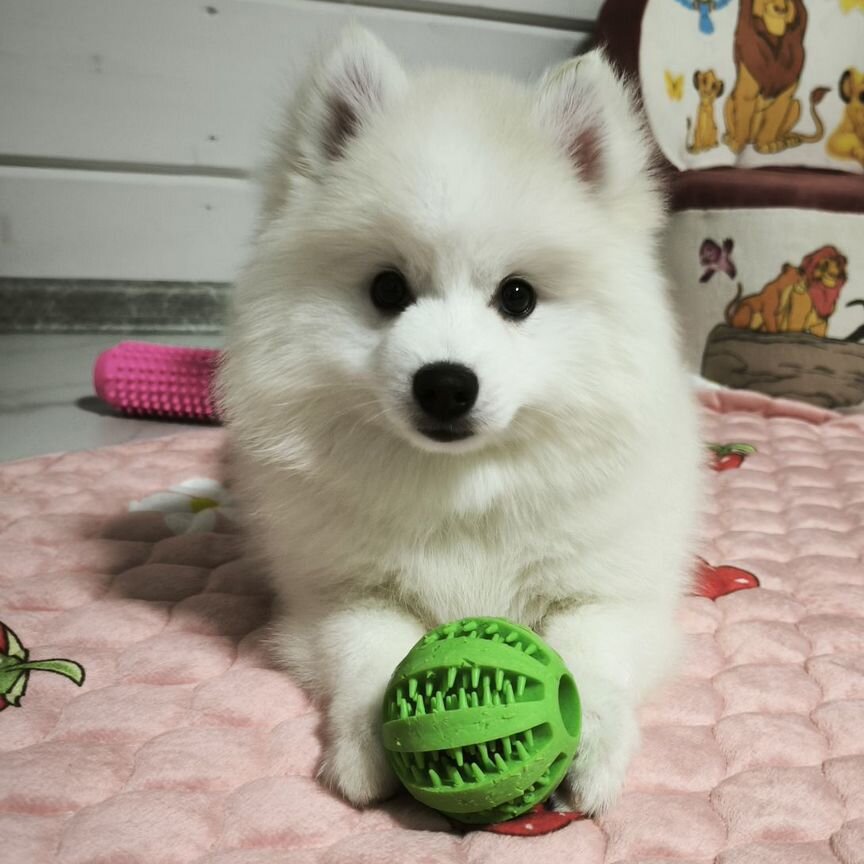 Помски, щенок