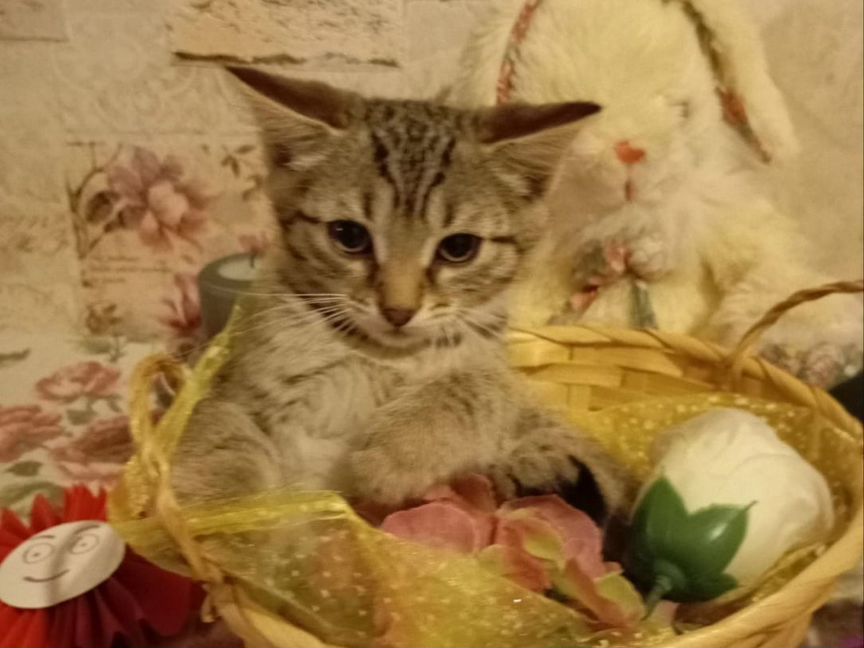 Макар, 2 месяца