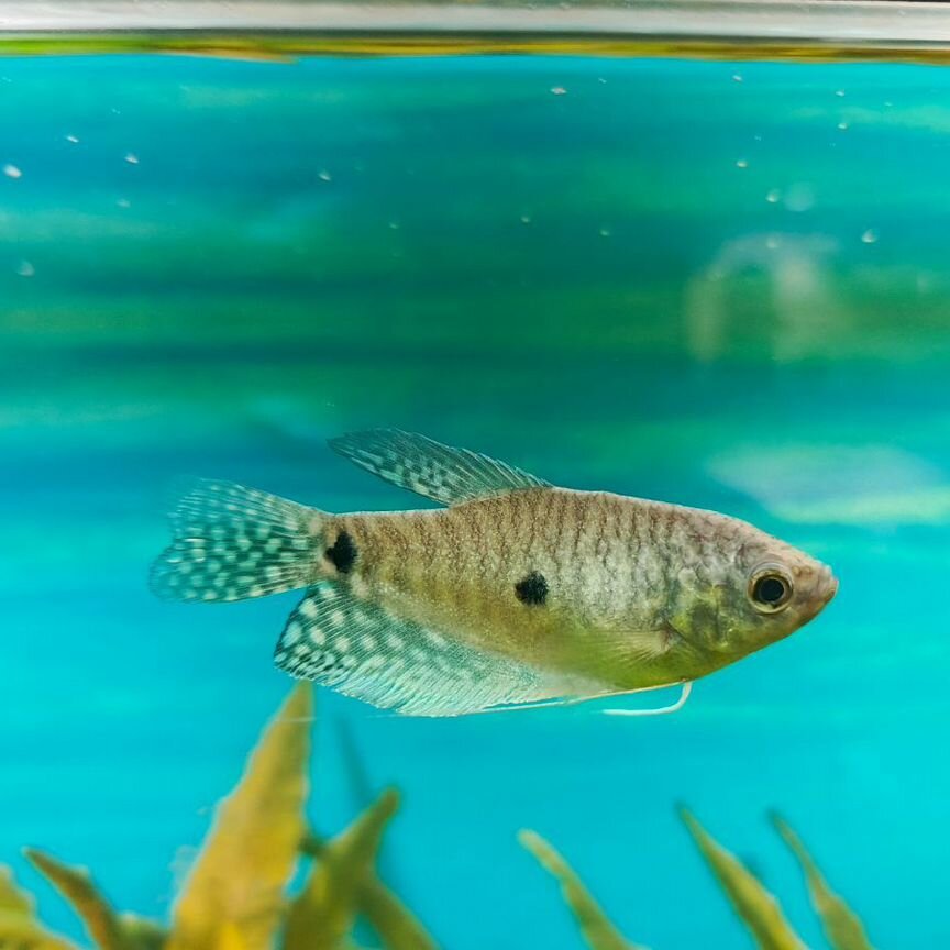 Гурами анциструс