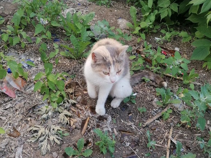 Ищу дом кошке