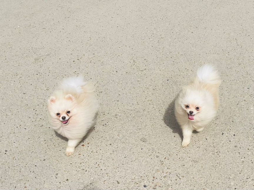 Померанский шпиц тип мишка миниВязка