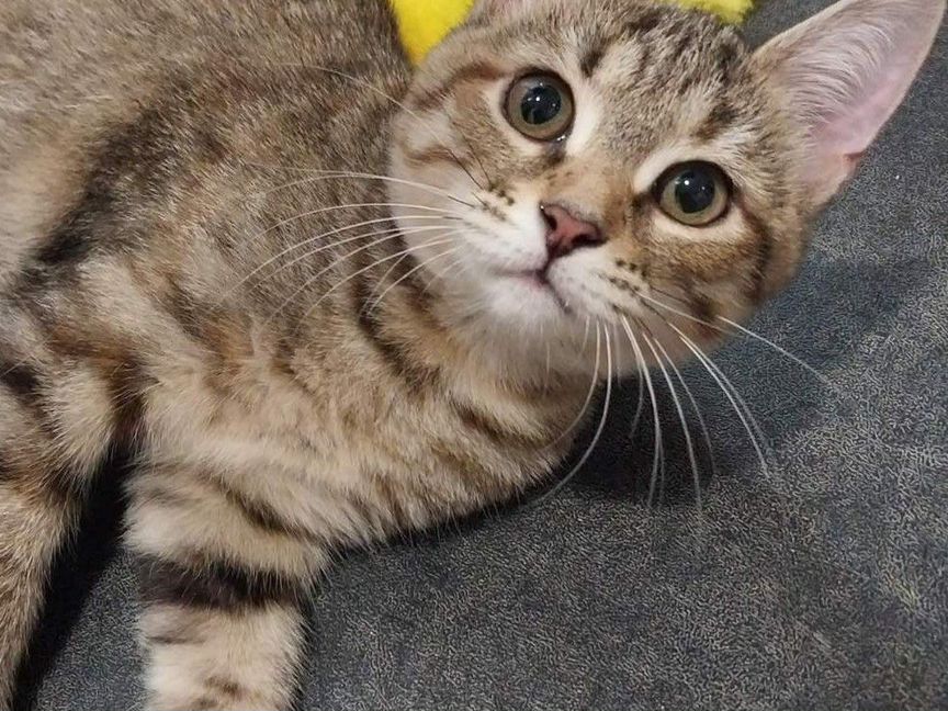 Милашечка-тиграшечка (3 мес.) в добрые руки