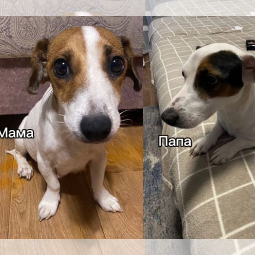 Джек-рассел-терьер, щенок