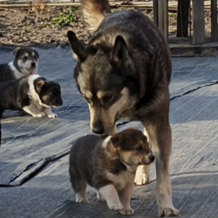 Щенок в добрые руки