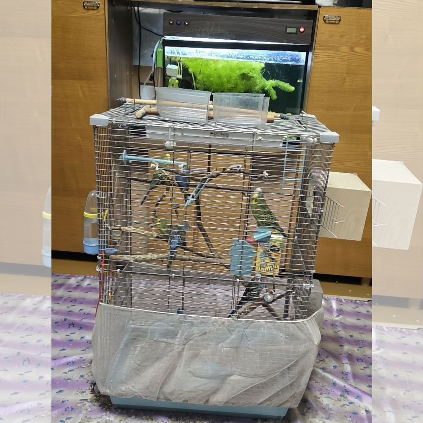 Волнистый попугай с клеткой