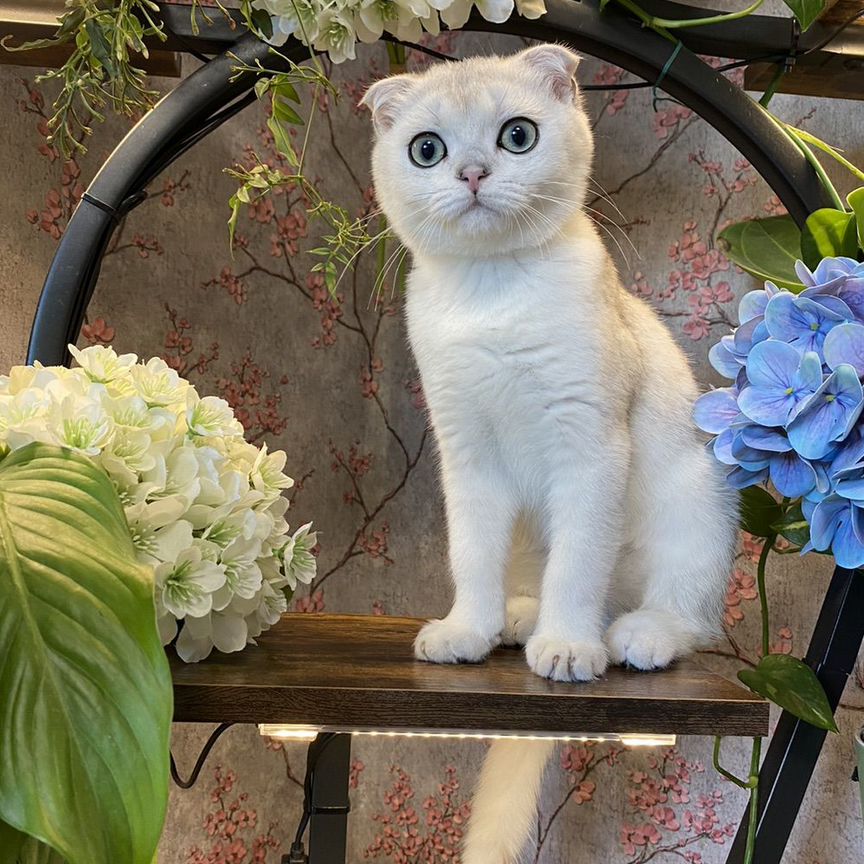 Шотландский вислоухий короткошёрстный котёнок