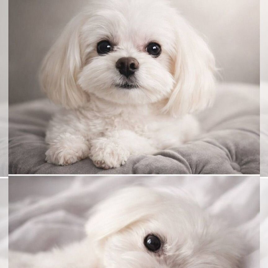 Мальтийская болонка, вязка