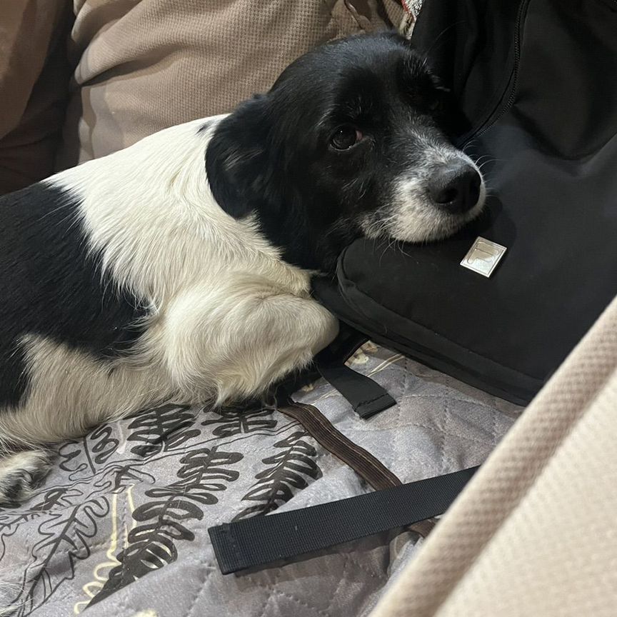 Взрослая собака в добрые руки