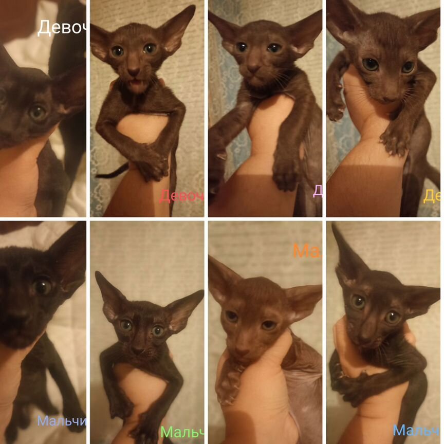 Ориентальные котята