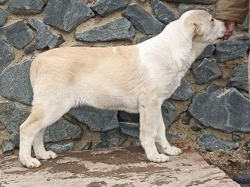 Продажа щенков алабая