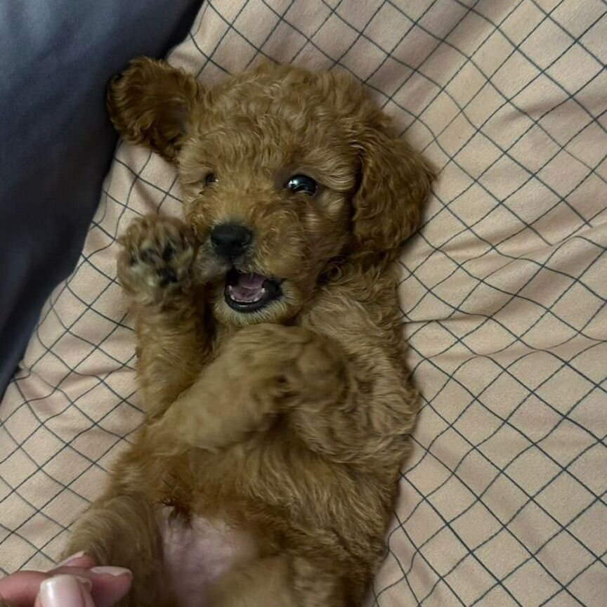 Той-пудель мальчик 1.5 месяца