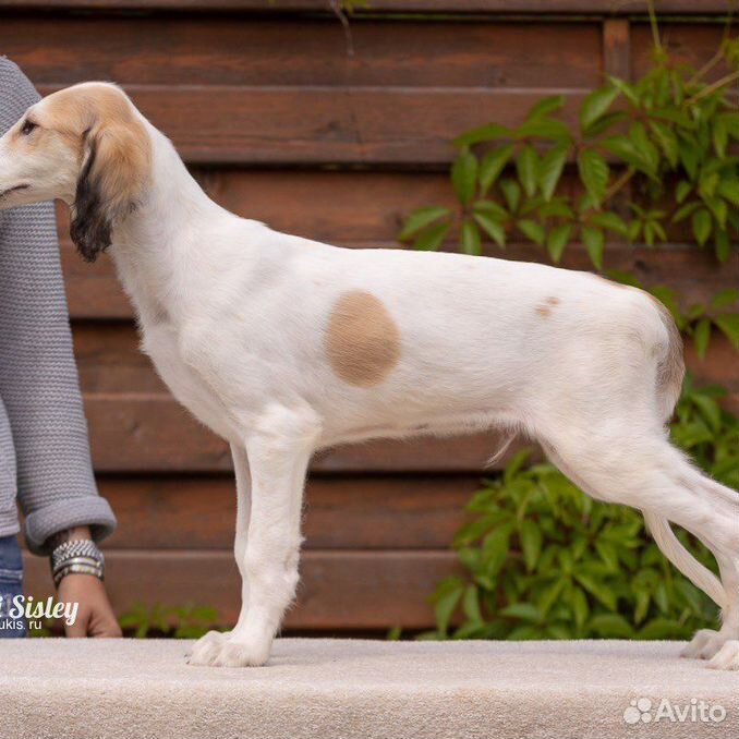 Щенок салюки