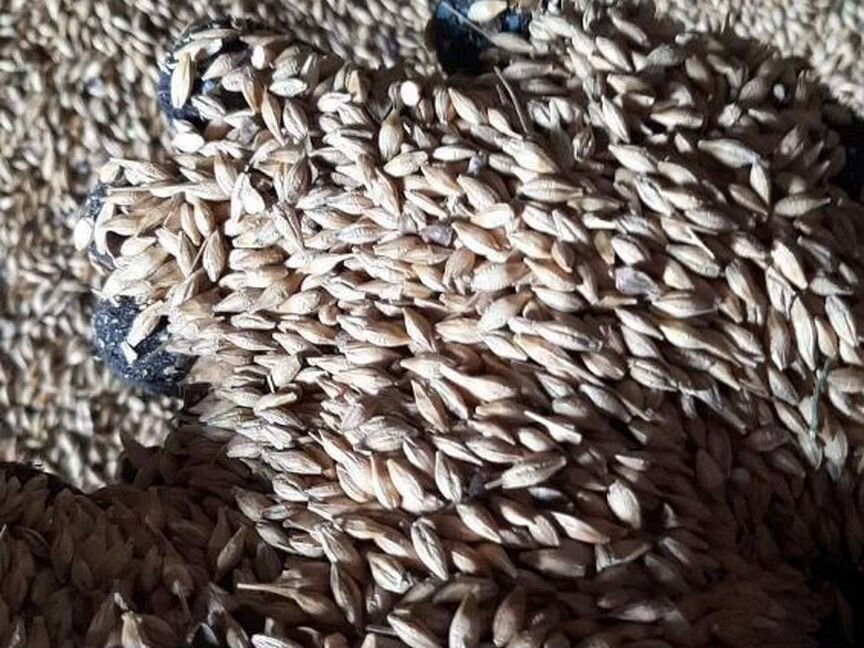 Семечко, Кормовой горох корма