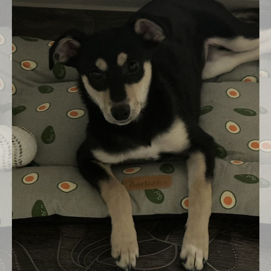 Щенок в добрые руки