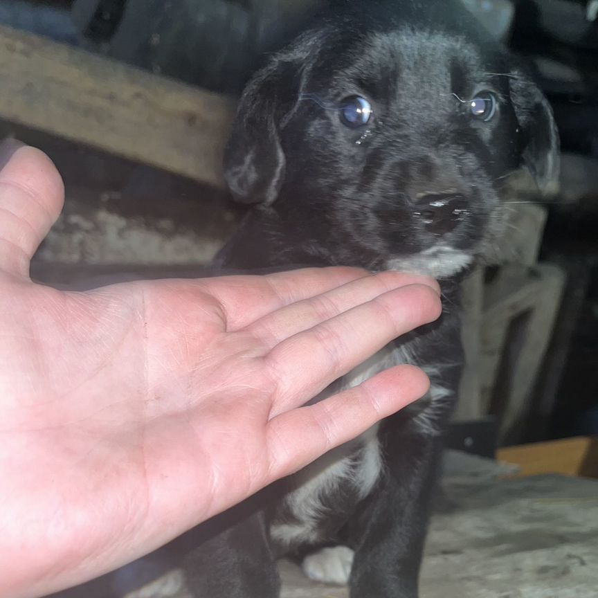 Щенок в добрые руки