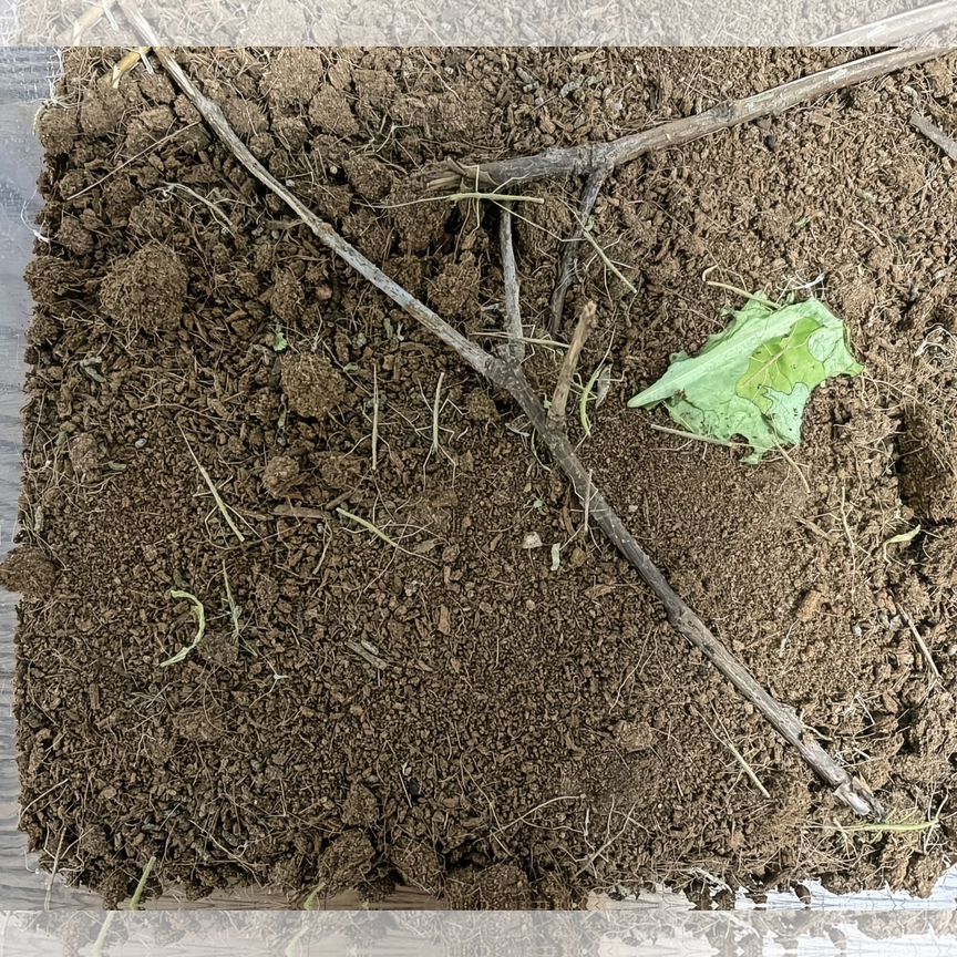 Самые лучшие палочники в Москве