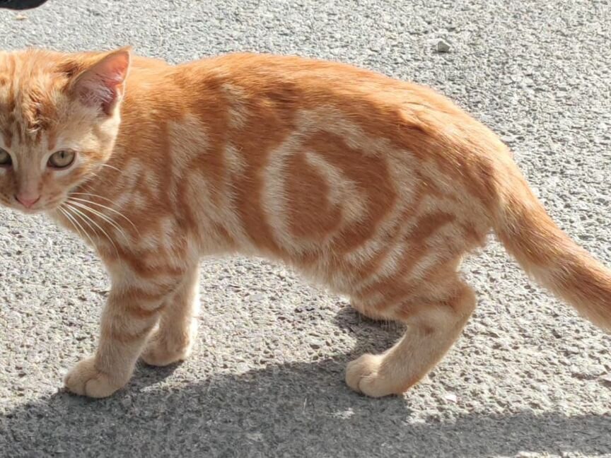 Кошка