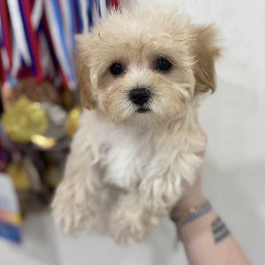 Мальтипу, щенок