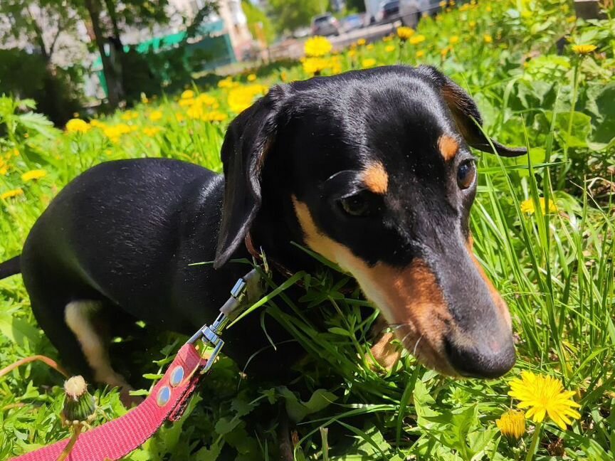 Такса в добрые руки