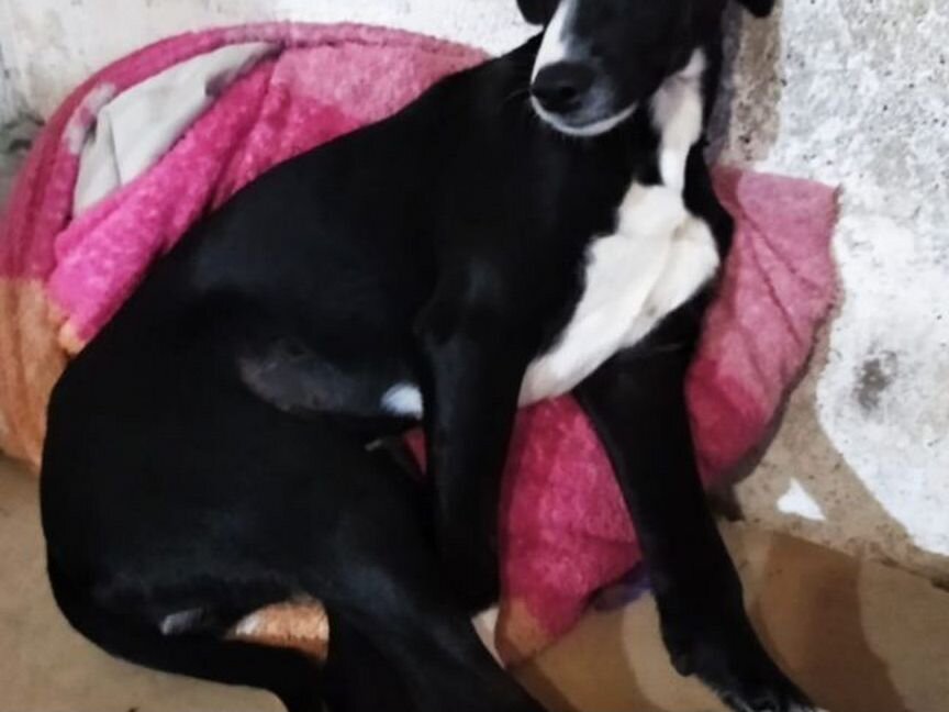 Щенок ищет дом