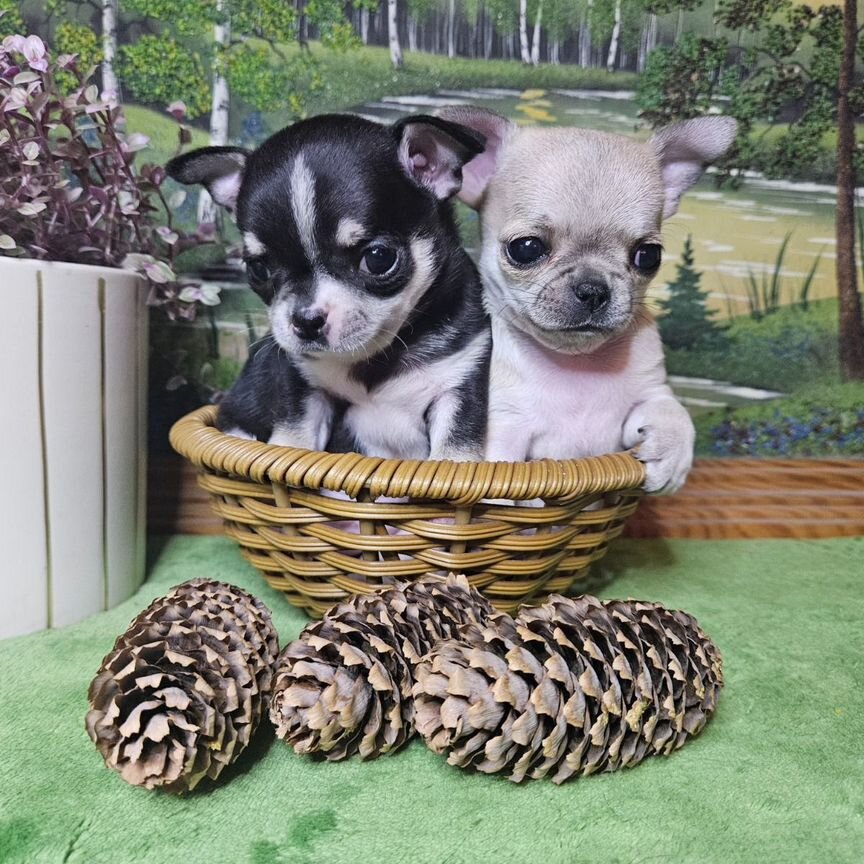 Чишечки