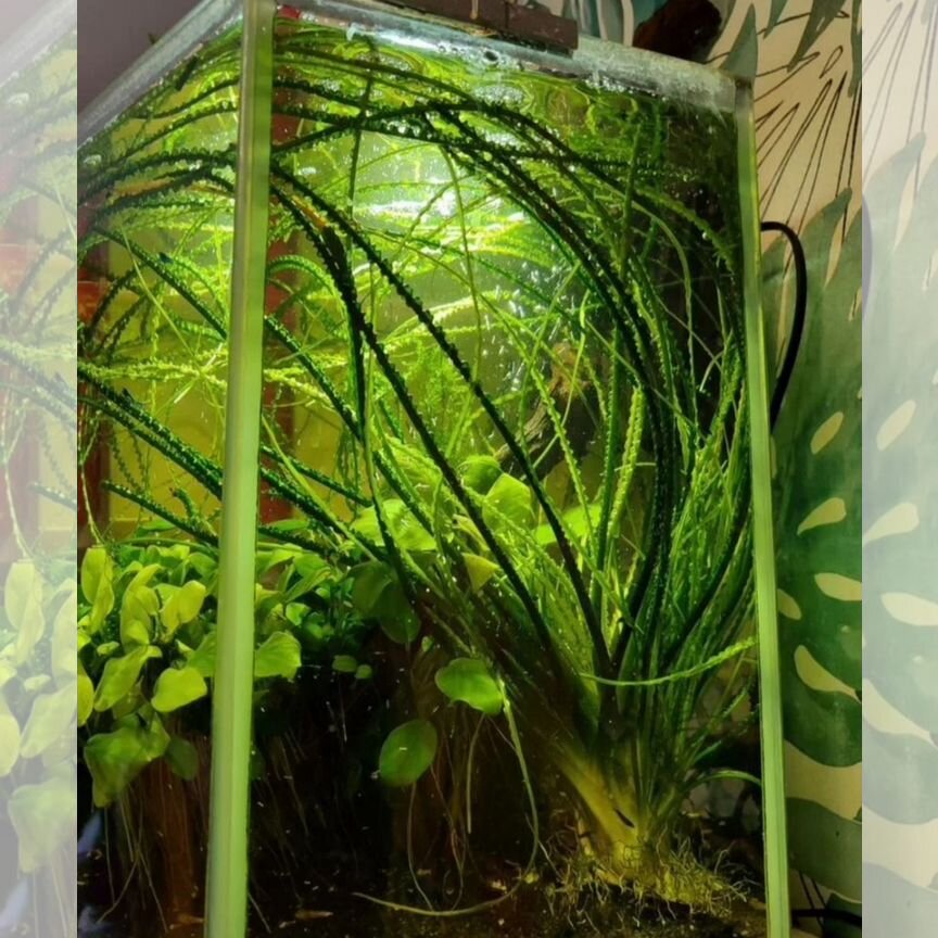 Кринум волнистый, аквариумное растение