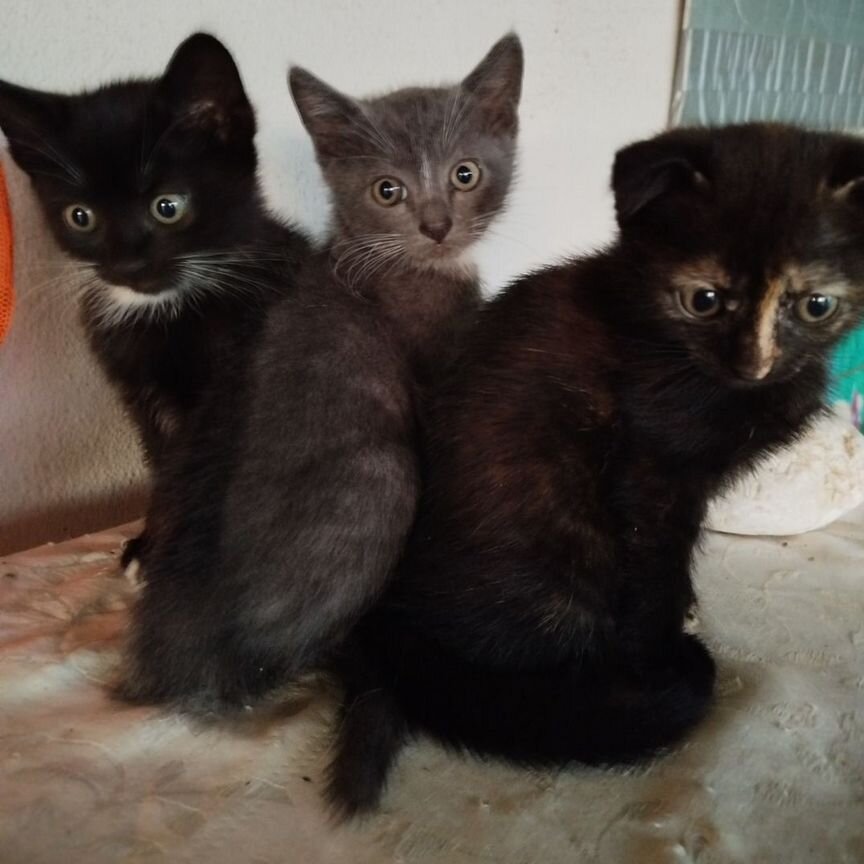 Котята от шотландской вислоухой кошки
