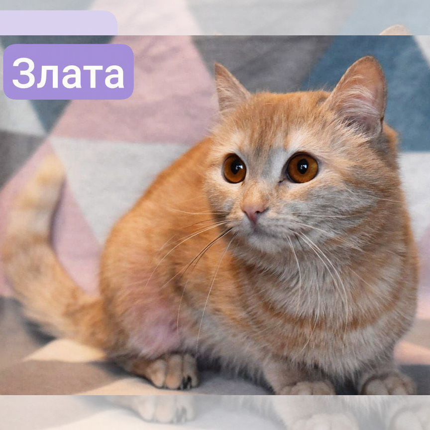 Персиковая кошечка котёнок