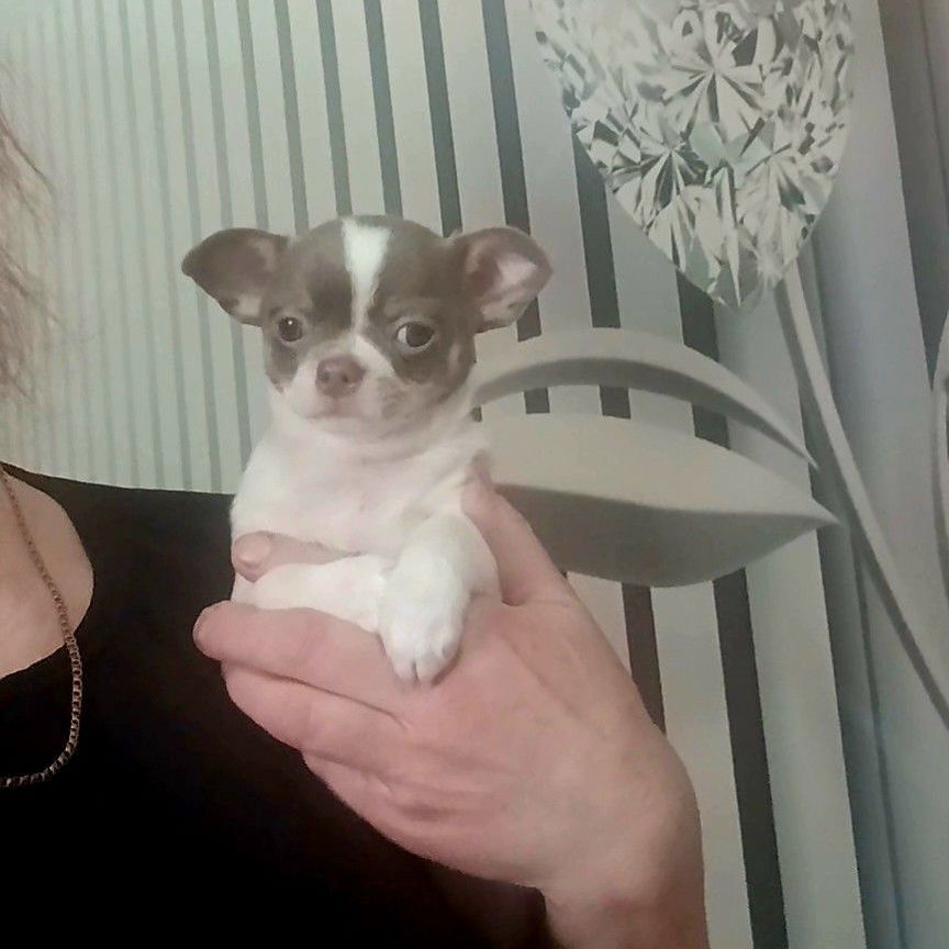 Чихуахуа, щенок