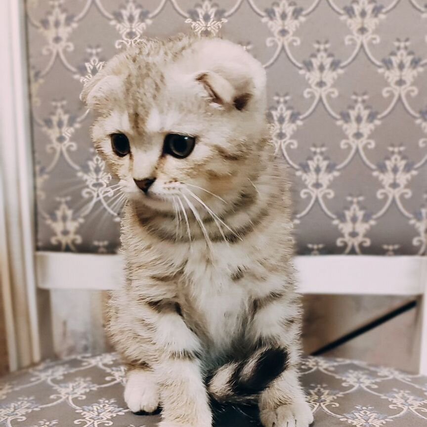 Шотландский вислоухий котик