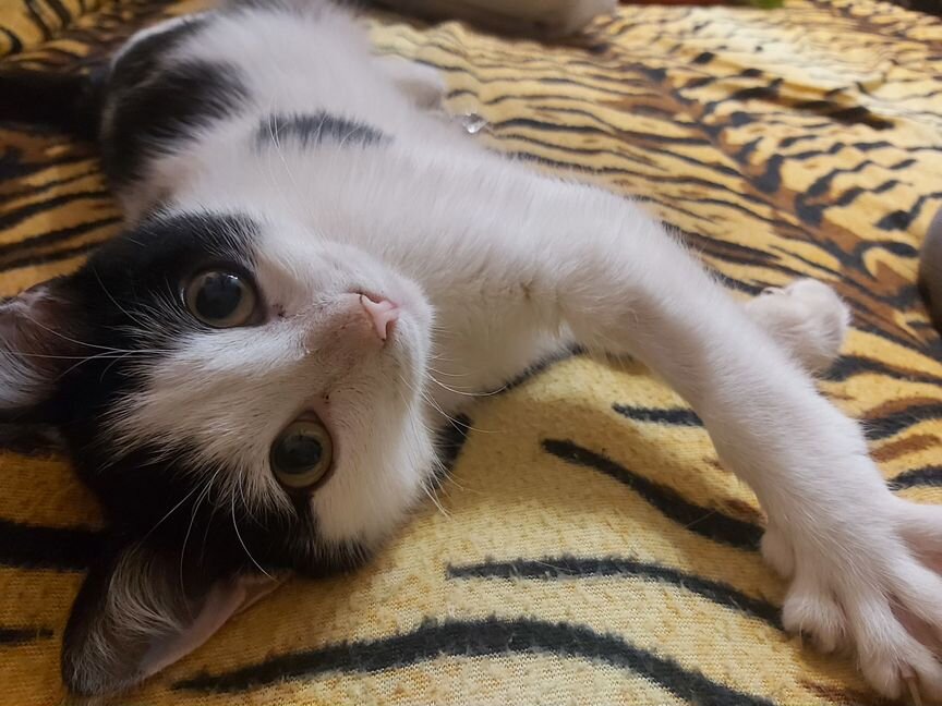 Котёнок в добрые руки