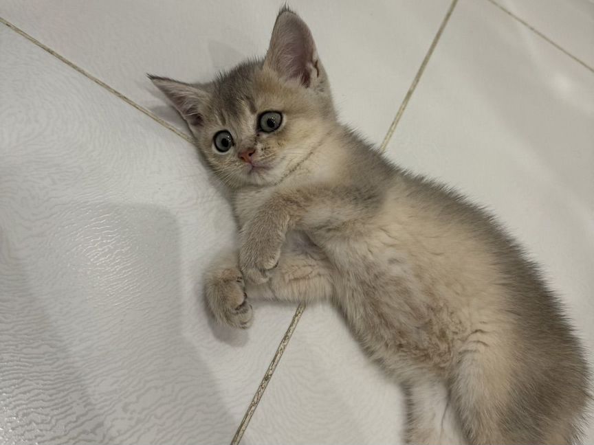 Британский котенок