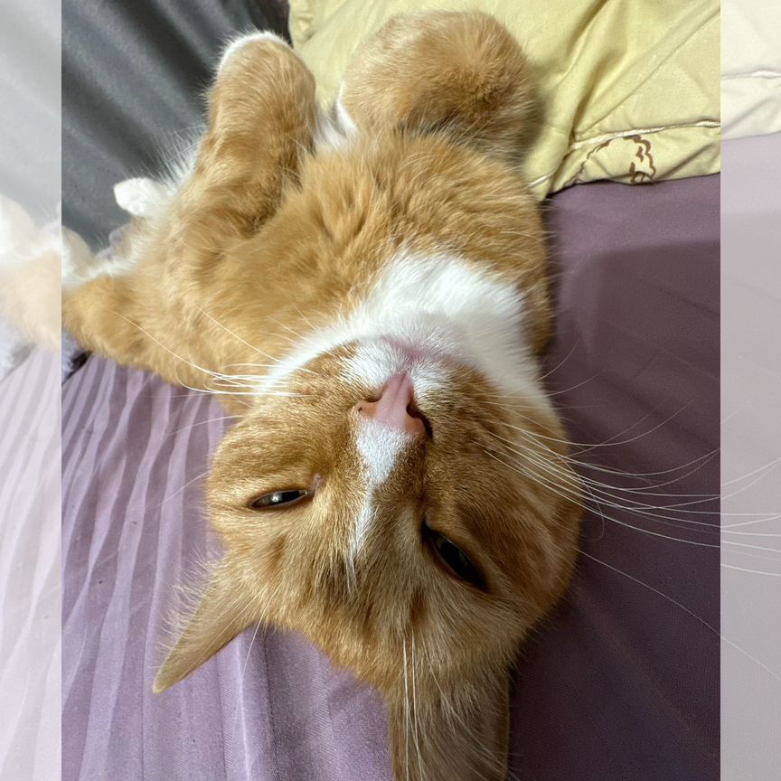 Кот базик