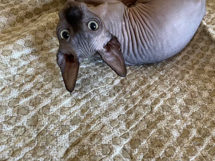 Канадский сфинкс