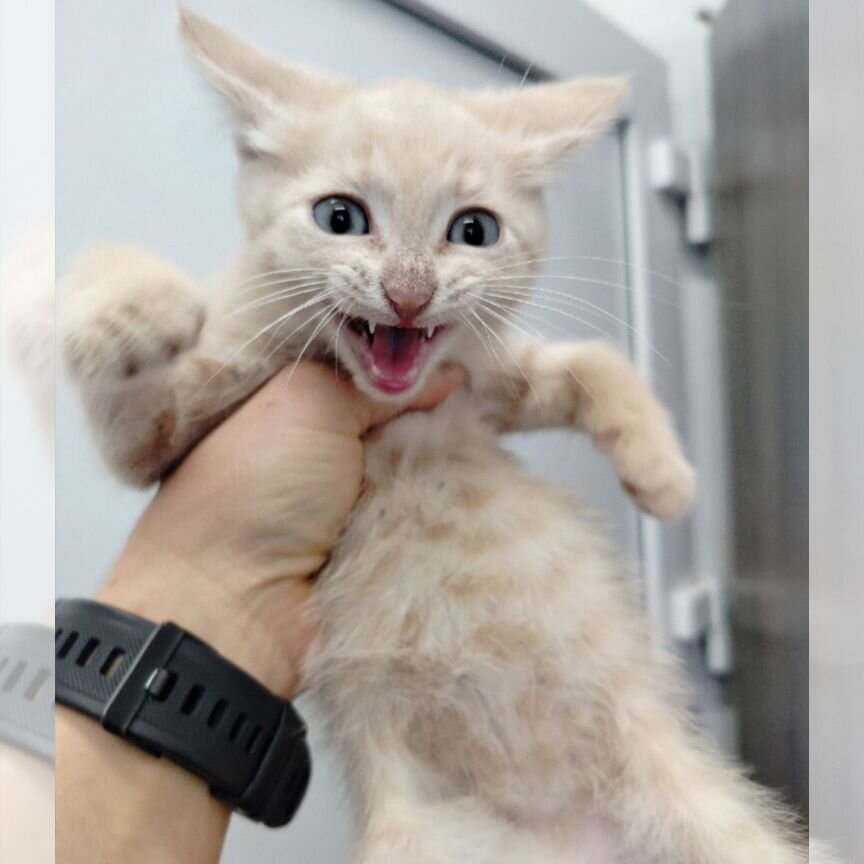 Котёнок в добрые руки