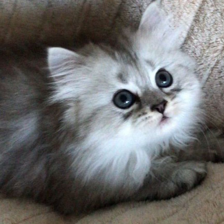 Британский длинношёрстный котёнок