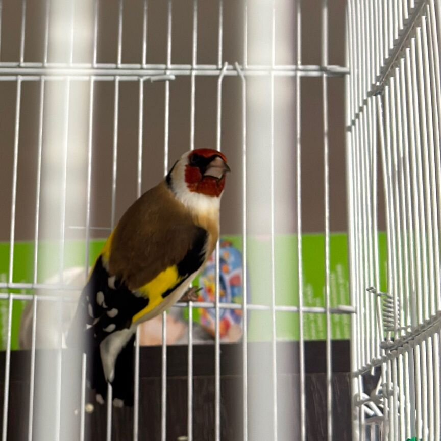 Щеглы Алтайские и Новосибирские отборные