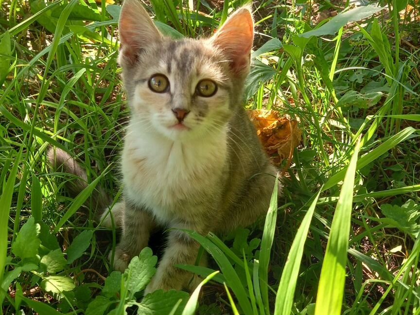 Котята в добрые руки бесплатно