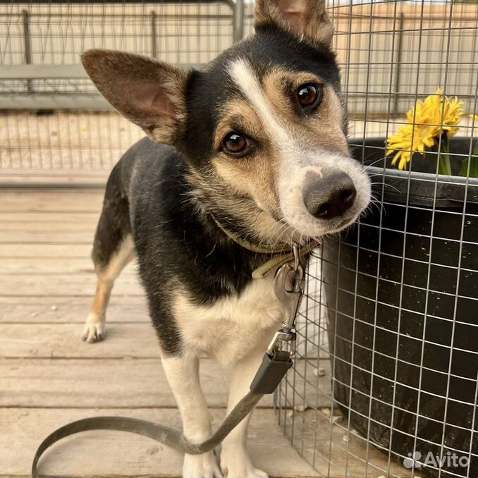 Маленькая собачка Кельвин 3 года