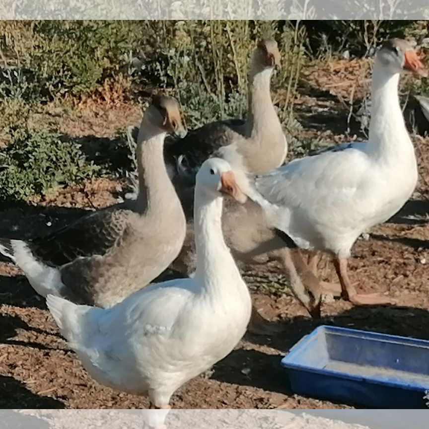 Гуси домашние