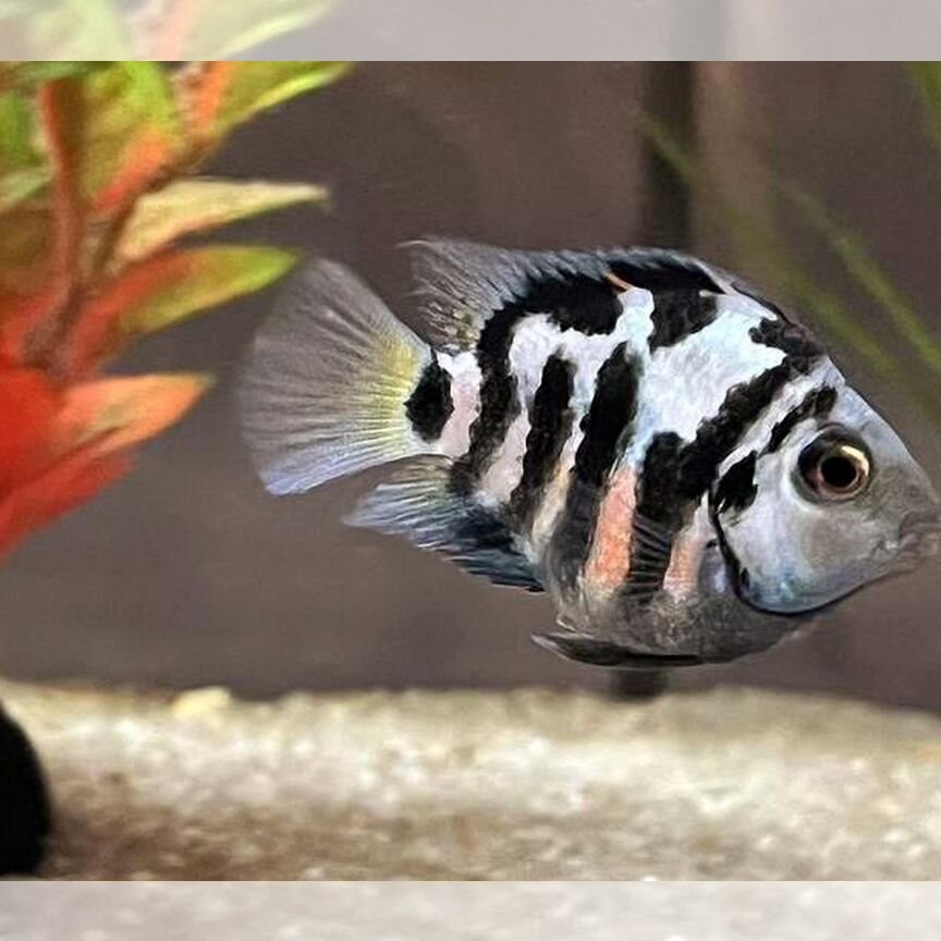 Поменяю больших мальков сапфирового попугая