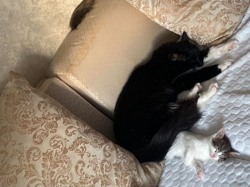 Милые комочки