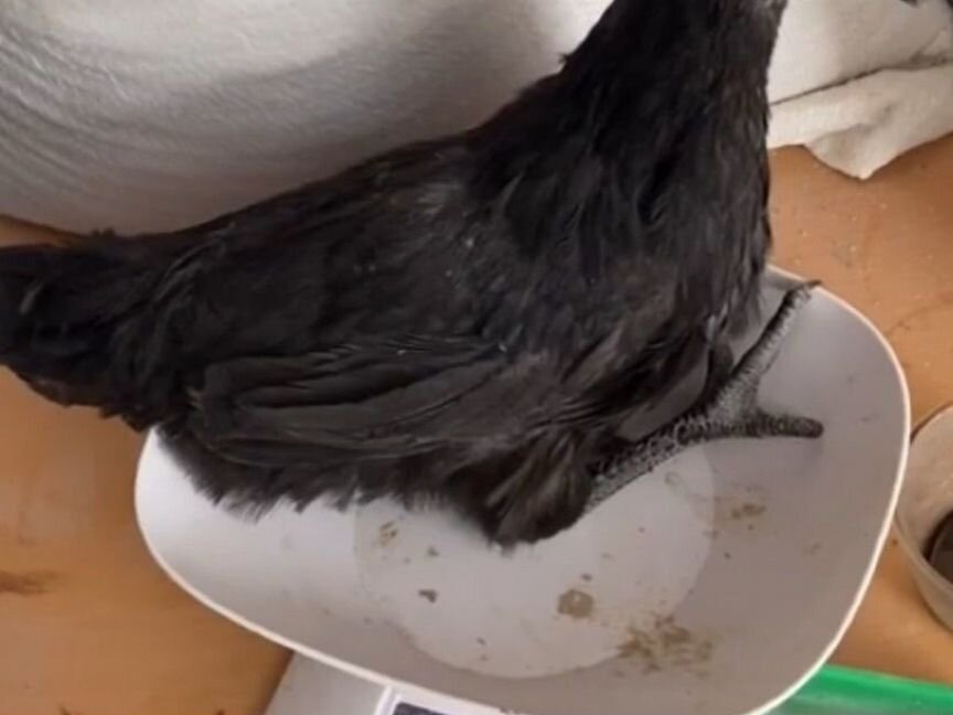 Молодые петушки Ухейилюй