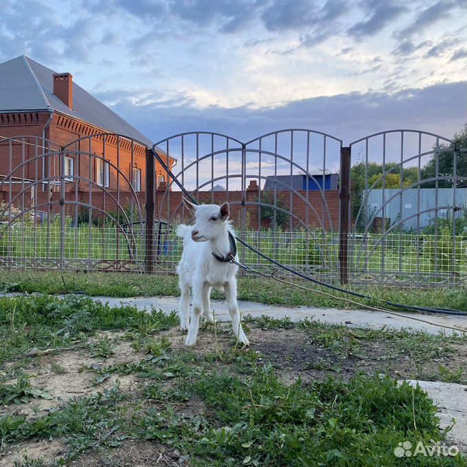Козел альпийский