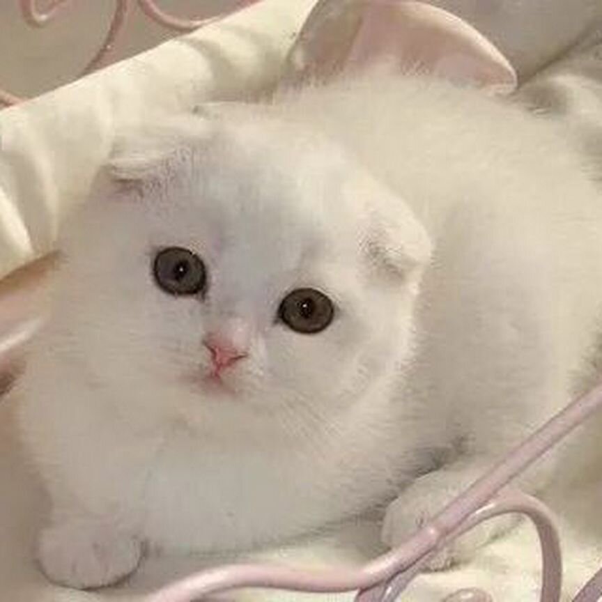 Вислоухие мальчишки