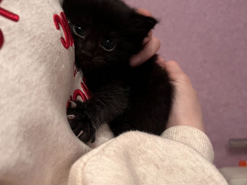Сибирский котенок