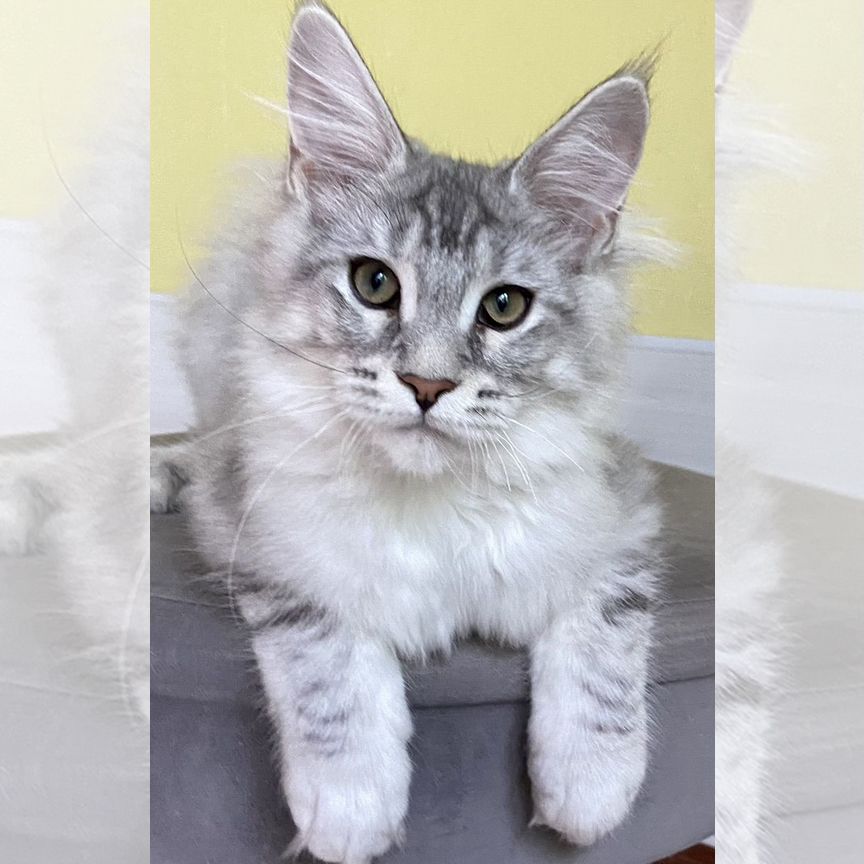 Мейн-кун котёнок