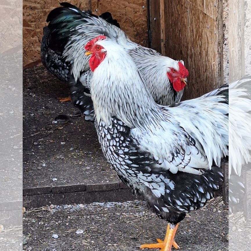 Куры виандот серебро